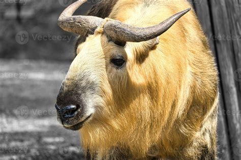 Gold Yak Bos Mutus With Beautiful Fur And Horns Species Of Cattle
