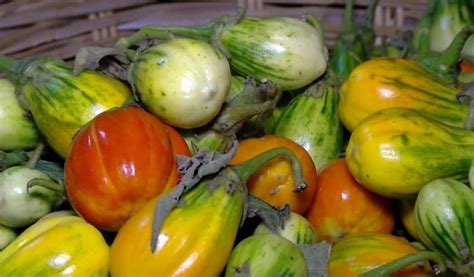 La Leggenda Del Gilò Lantico Ortaggio Di Belvedere Marittimo