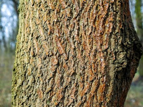 Savanna Trees The Complete List Flora Fauna Fun