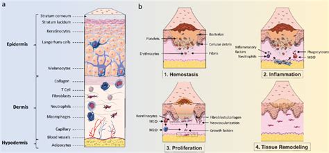 Skin Structure And Healing Process A The Structure Of The Skin