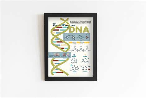 The Chemical Structure Of Dna Poster
