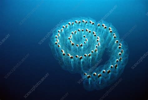 Salps Stock Image Z585 0016 Science Photo Library