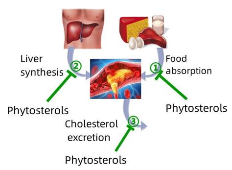 Phytosterol How It Lowers Cholesterol Gaoyuan Biochem Posted On The