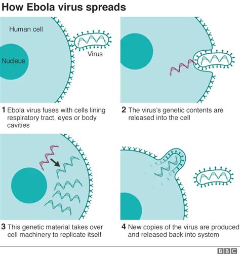 Ebola Outbreak In Five Graphics