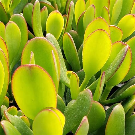 Crassula Argentea Jade Plant