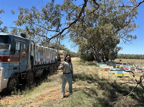 Sydney Native Bees Added A New Photo Sydney Native Bees