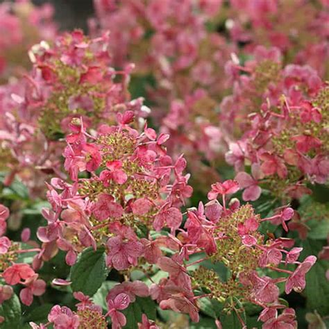 Little Quick Fire® Panicle Hydrangea Grown By Overdevest