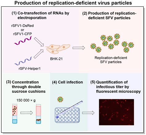Recombinant Virus Quantification Using Single Cell Droplet Digital Pcr