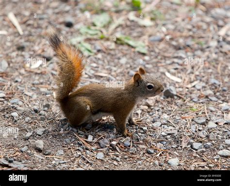 American Red Squirrel Tamiasciurus Hudsonicus Yukon Territory
