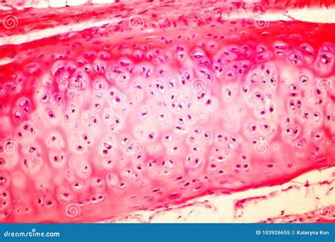 Hyaline Cartilage Of Human Trachea Stock Image Image Of Hematoxylin
