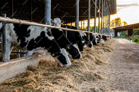 Holstein Cows Eating