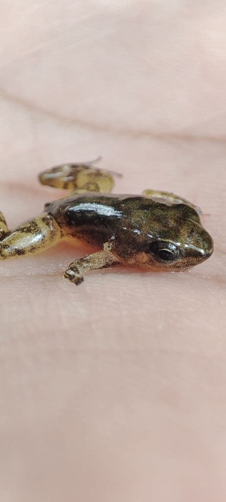 Epipedobates Machalilla From Guayaquil Ecuador On July 19 2022 At 0314 Pm By Ricardo Labanda