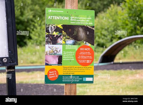 Warning For Oak Processionary Moth Caterpillars An Oak Tree Pest With Hairs That Cause Health