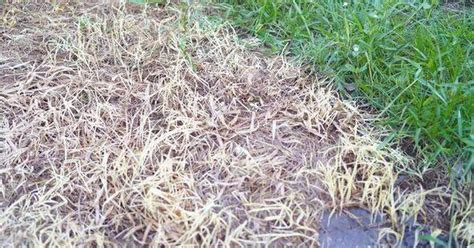 Transform Brown Patchy And Wilted Grass To A Lush Green Lawn In Four Steps The Mirror