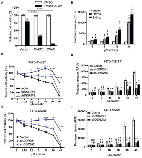Ddr2 Upregulation Confers Ferroptosis Susceptibility Of Recurrent Breast Tumors Through The