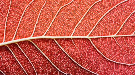 Red Leaf Veins Close Up Macro Texture Showcasing Intricate Patterns Of