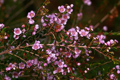 Thryptomene Saxicola Australian Native Plants Society Australia