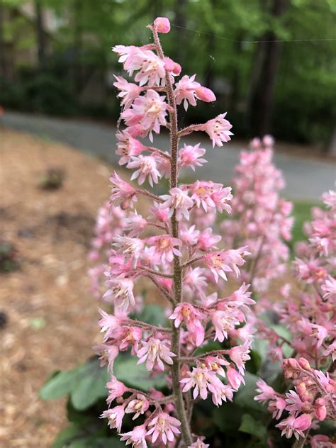 Heuchera Alumroot Coral Bells Heuchera North Carolina Extension