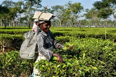 Cabi 🍃 𝗧𝗲𝗮 𝗶𝘀 𝘁𝗵𝗲 𝘄𝗼𝗿𝗹𝗱𝘀 𝘀𝗲𝗰𝗼𝗻𝗱 𝗺𝗼𝘀𝘁 𝗰𝗼𝗻𝘀𝘂𝗺𝗲𝗱 𝗱𝗿𝗶𝗻𝗸 But Pests Threaten Its Production