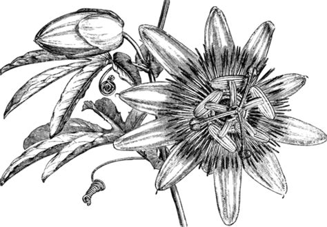 Passiflora Incarnata Drawing