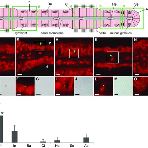 Distribution Of Internalized Beads In Various Gill Cell Types Of