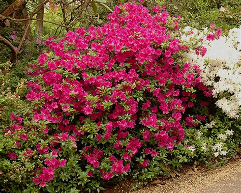Rhododendron Purple Splendor Landscape Plants Oregon State University