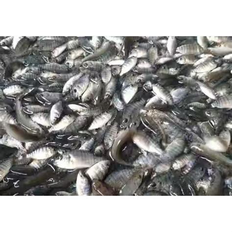 Rohu Fish Seed At ₹ 3piece Rohu Seed In Rangareddy Id 2852990667633