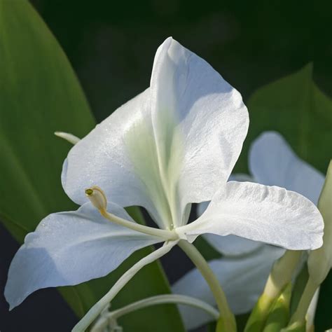 White Ginger Lily Absolute