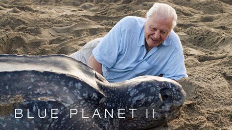 Where Are Leatherback Turtles Found [global Distribution Guide