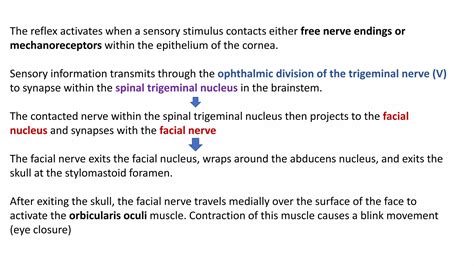 Ocular Reflexes Oculocardiac Reflex Corneal Reflex Accomodation