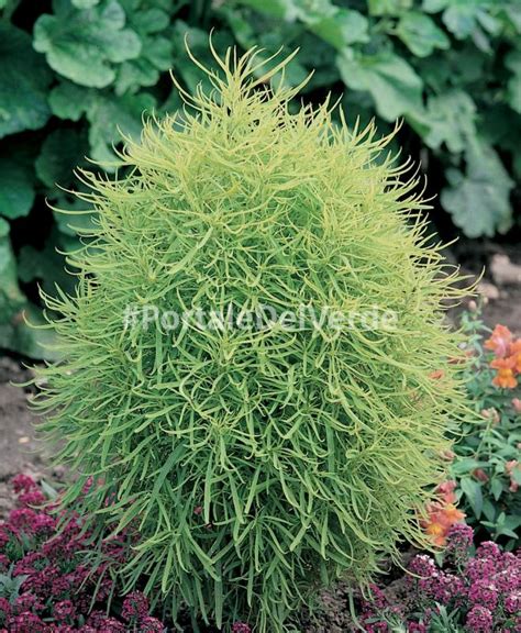 Scheda Botanica Kokia Scoparia Trichophylla Kochia Carat
