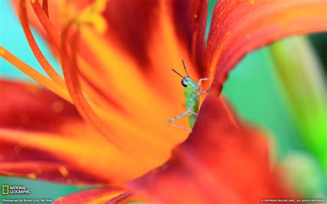 Grasshopper Georgia 내셔널 지오그래픽 잡지시사