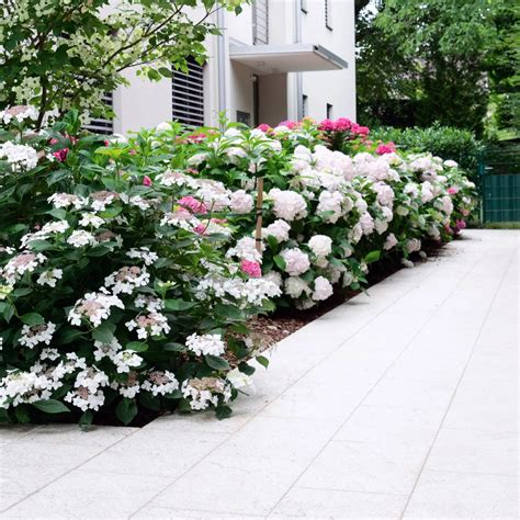 17 Incredible Ideas For Landscaping With Hydrangeas In Front Of The House