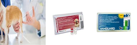 Todo Sobre La Sextuple Vacuna Para Perros Lo Que Debes Saber