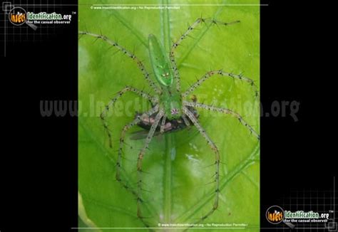 Green Lynx Spider