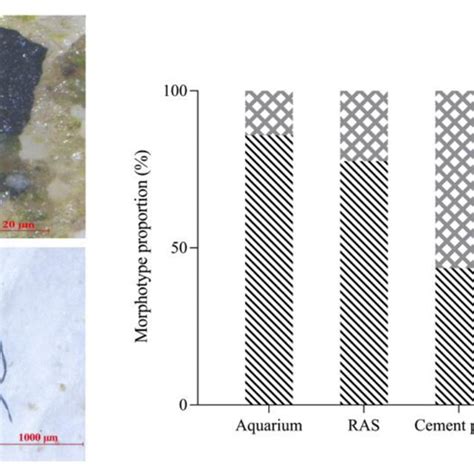 Microplastic Abundance In Different Aquaculture Systems Data Were