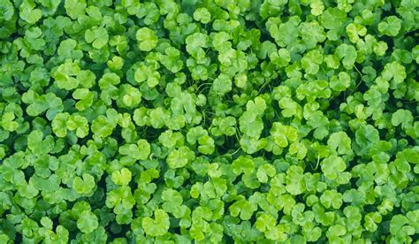 Identify Florida Lawn Weeds Turf Masters Lawn Care Pesky Winter