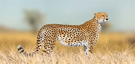 Cheetah In The Savanna By Fineoarts On Deviantart