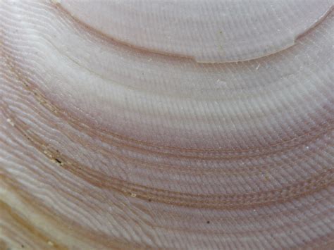 Sysbio Base De Données De Systématique Strigilla Carnaria Telline