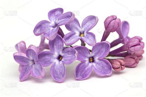 白色背景上的丁香