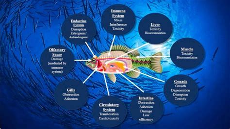 Microplastics In The Ocean A Big Growing Concern Ocean Info