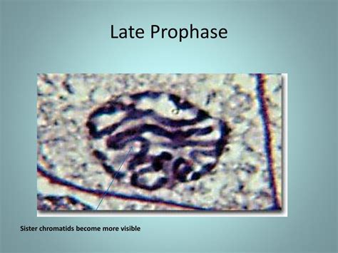 Ppt Cell Reproduction Chapter 9 Powerpoint Presentation Free Download Id2367647