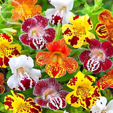 Rare Beautiful Colorful Monkey Face Flowers 30 Mixed Seeds1