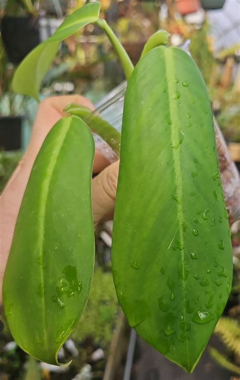 Philodendron Panduriforme Fresh Unrooted Single Node Cuttin
