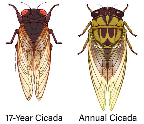 Ridiculously Rare Cicada Emergence 6 Question With A Purdue Bug Expert