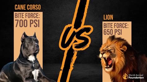 Cane Corso Bite Force Measuring Up To Lions Roar