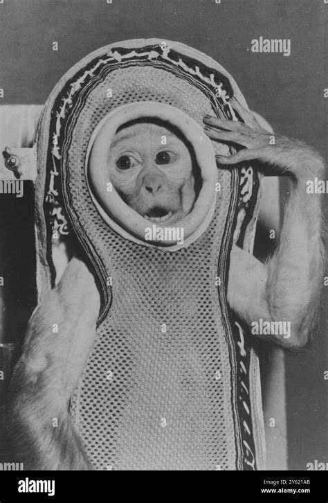 Miss Sam A Female Monkey Photographed In The Mercury Satellite