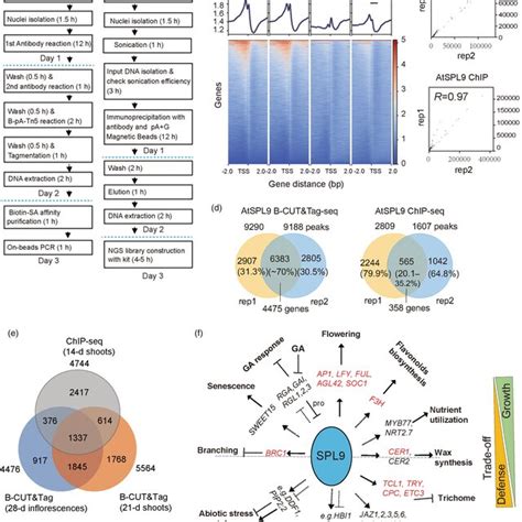 Strategy Of Plant B‐cutandtag For Profiling Tf‐chromatin Interactions