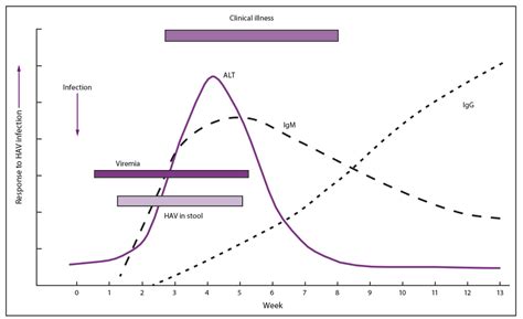 Igg Antibodies Hepatitis B At Susan Cummings Blog
