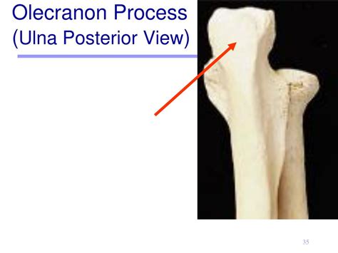 Ppt Lab Exercise 7 Powerpoint Presentation Free Download Id 1799622